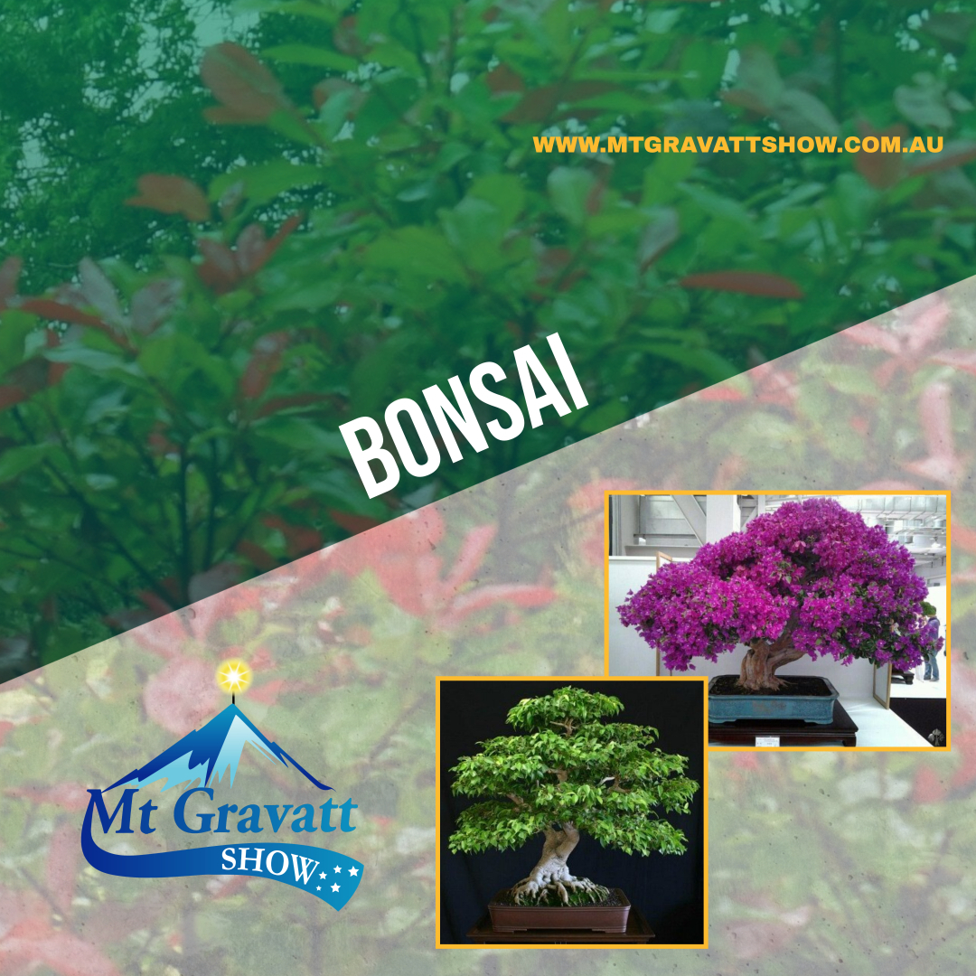 Enter a Show Competition | Mt Gravatt Show